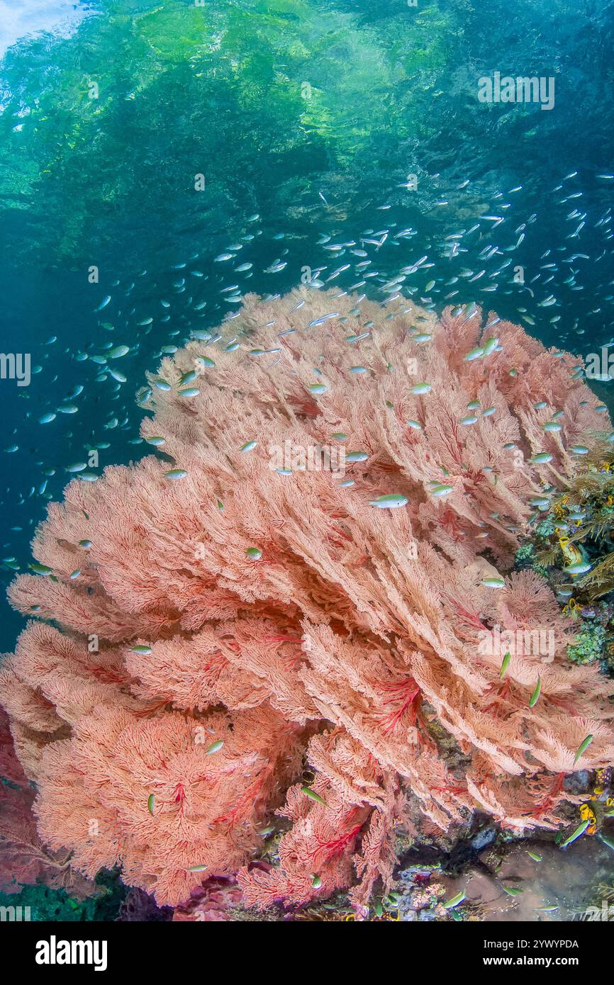 sea fan or gorgonia, Melithaea sp., with schooling ternate chromis ...