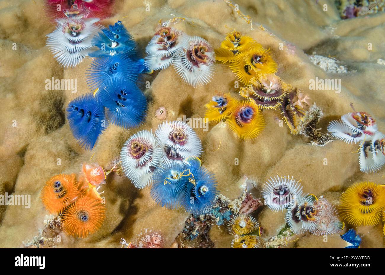 Christmas tree worm, Spirobtranchus giganteus, atop hard coral, Porites ...