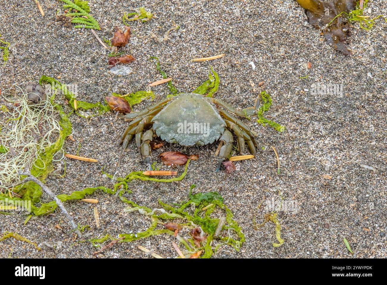 Carcinus maenas north america hi-res stock photography and images - Alamy