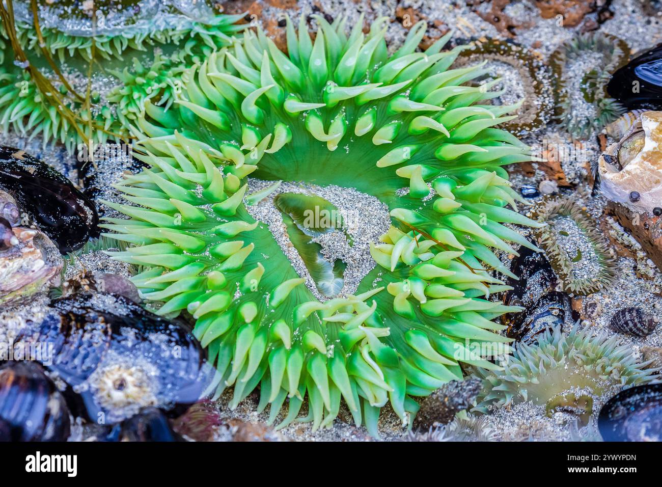 giant green anemone, Anthopleura xanthogrammica, among aggregating ...