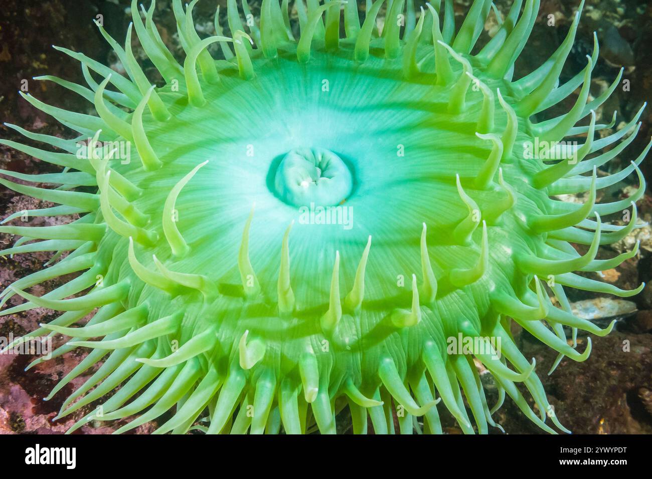 giant green anemone, Anthopleura xanthogrammica, Cape Flattery, Olympic ...