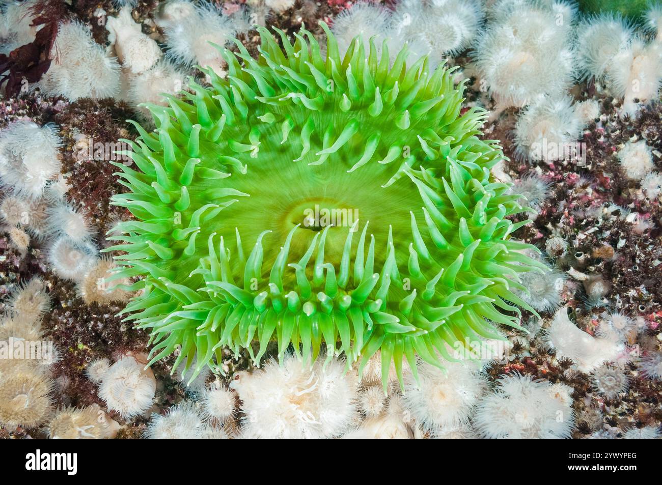 Giant tube worm hi-res stock photography and images - Alamy
