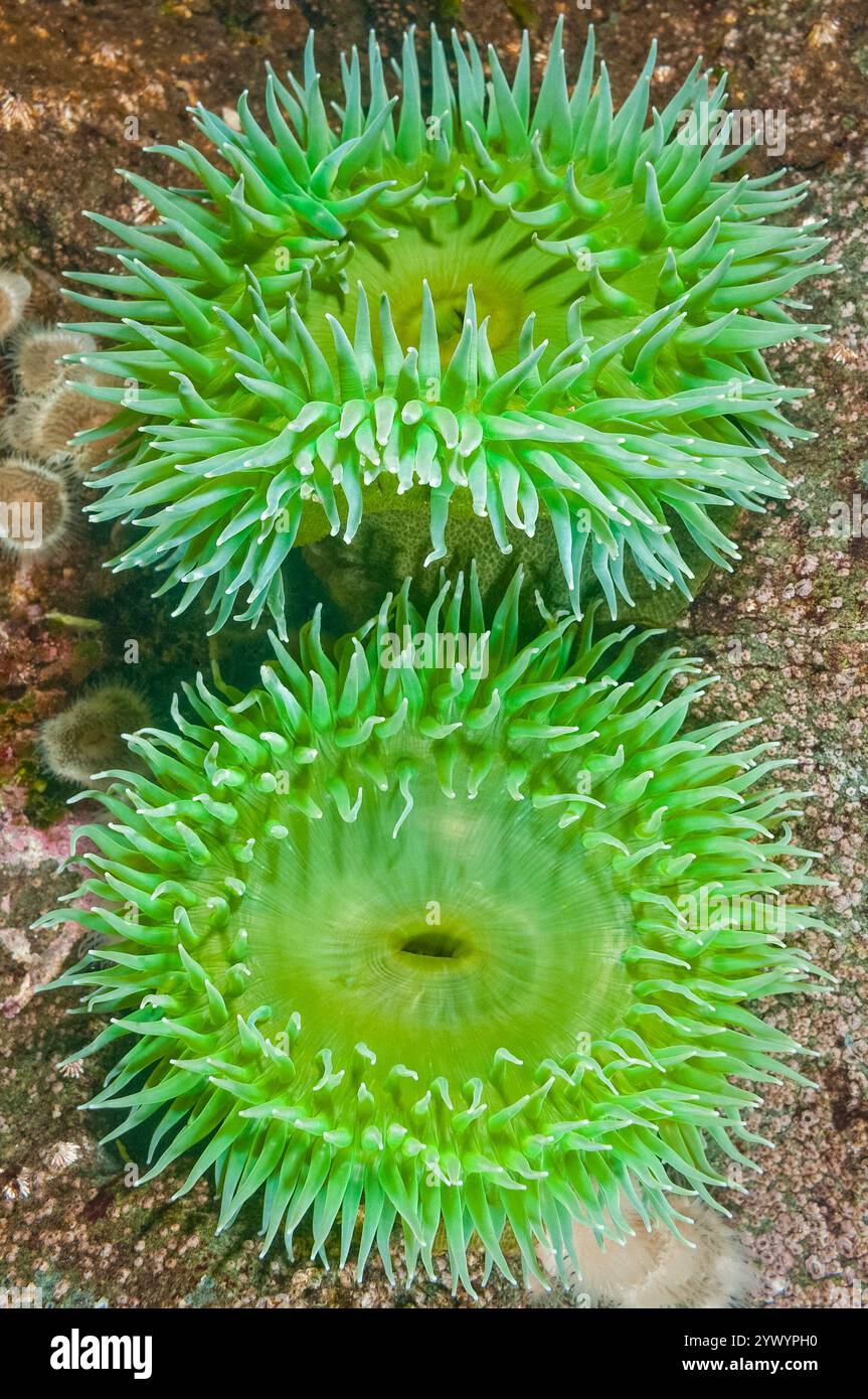 giant green anemone, Anthopleura xanthogrammica, Browning Pass, British ...