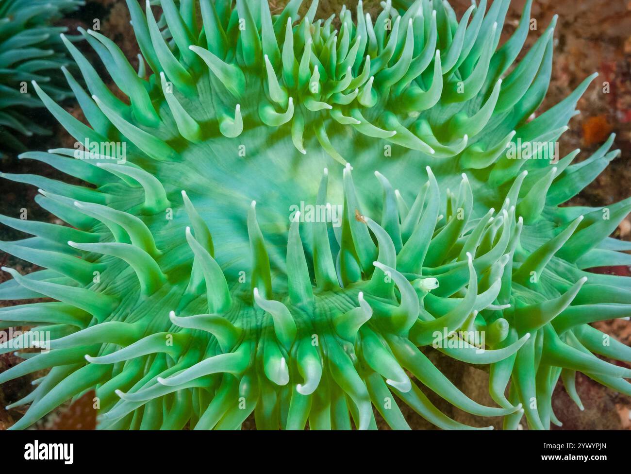 giant green anemone, Anthopleura xanthogrammica, Cape Flattery, Olympic ...