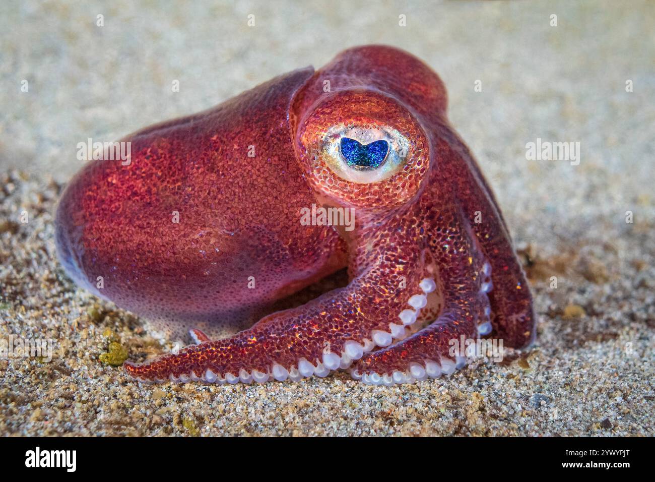 Alki junkyard puget sound salish sea seattle washington hi-res stock ...