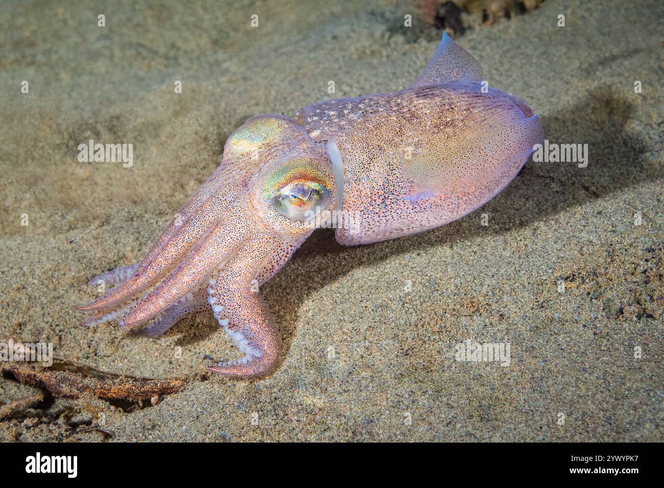stubby squid, Rossia pacifica, a bobtail squid, Alki Junkyard, Puget ...