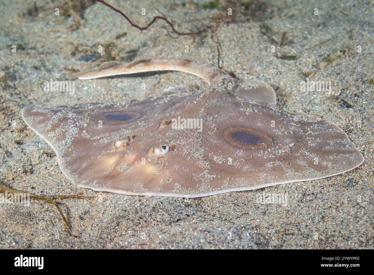 big skate (Beringraja binoculata), juvenile, Redondo Beach, Des Moines ...