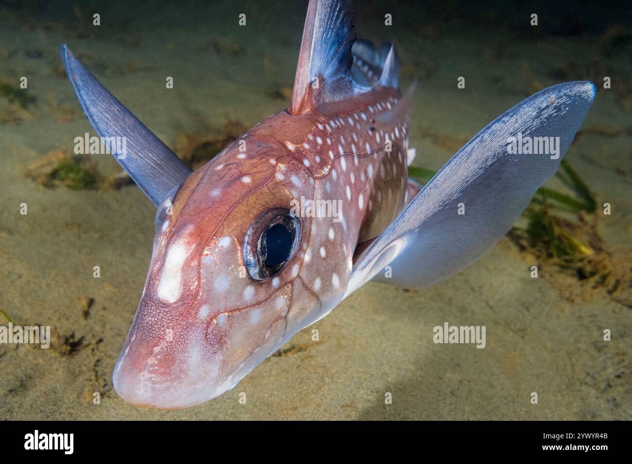 Short nosed chimaera hi-res stock photography and images - Alamy