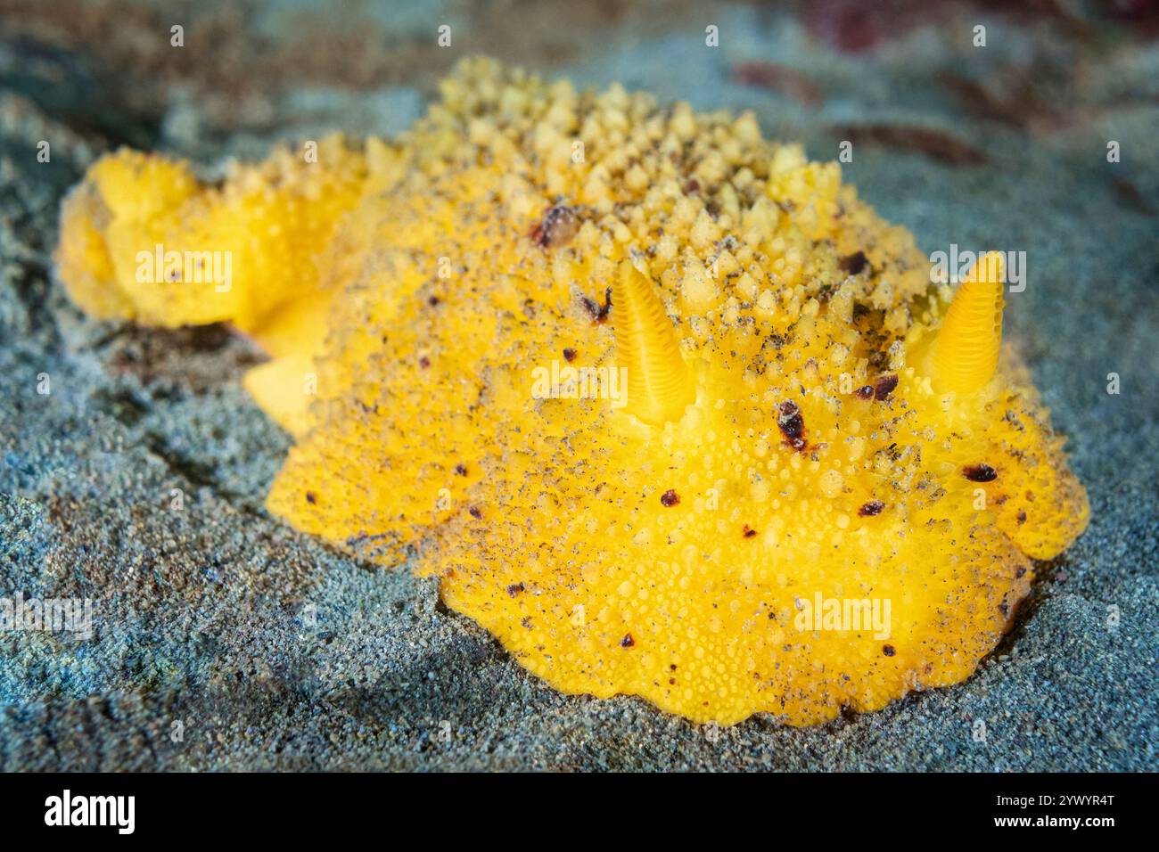Monterey sea lemon, Doris montereyensis, Bainbridge Island, Puget Sound ...