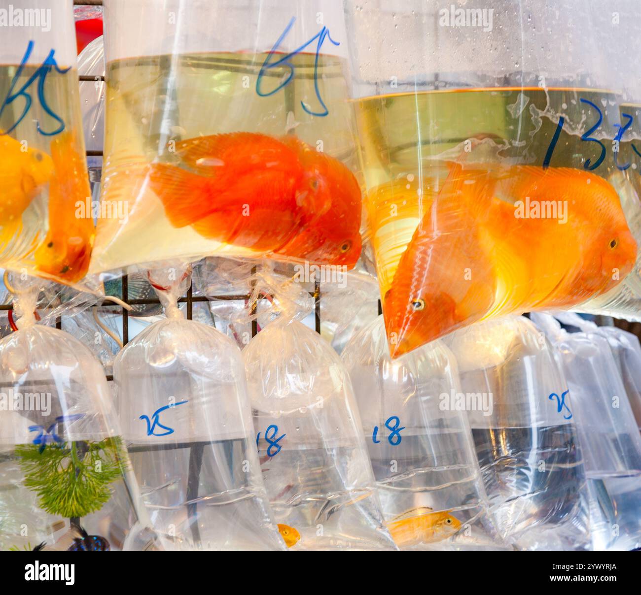 Aquarium bag hi-res stock photography and images - Alamy