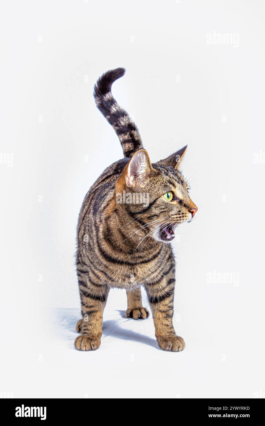 hungry cat angry shouting Stock Photo - Alamy