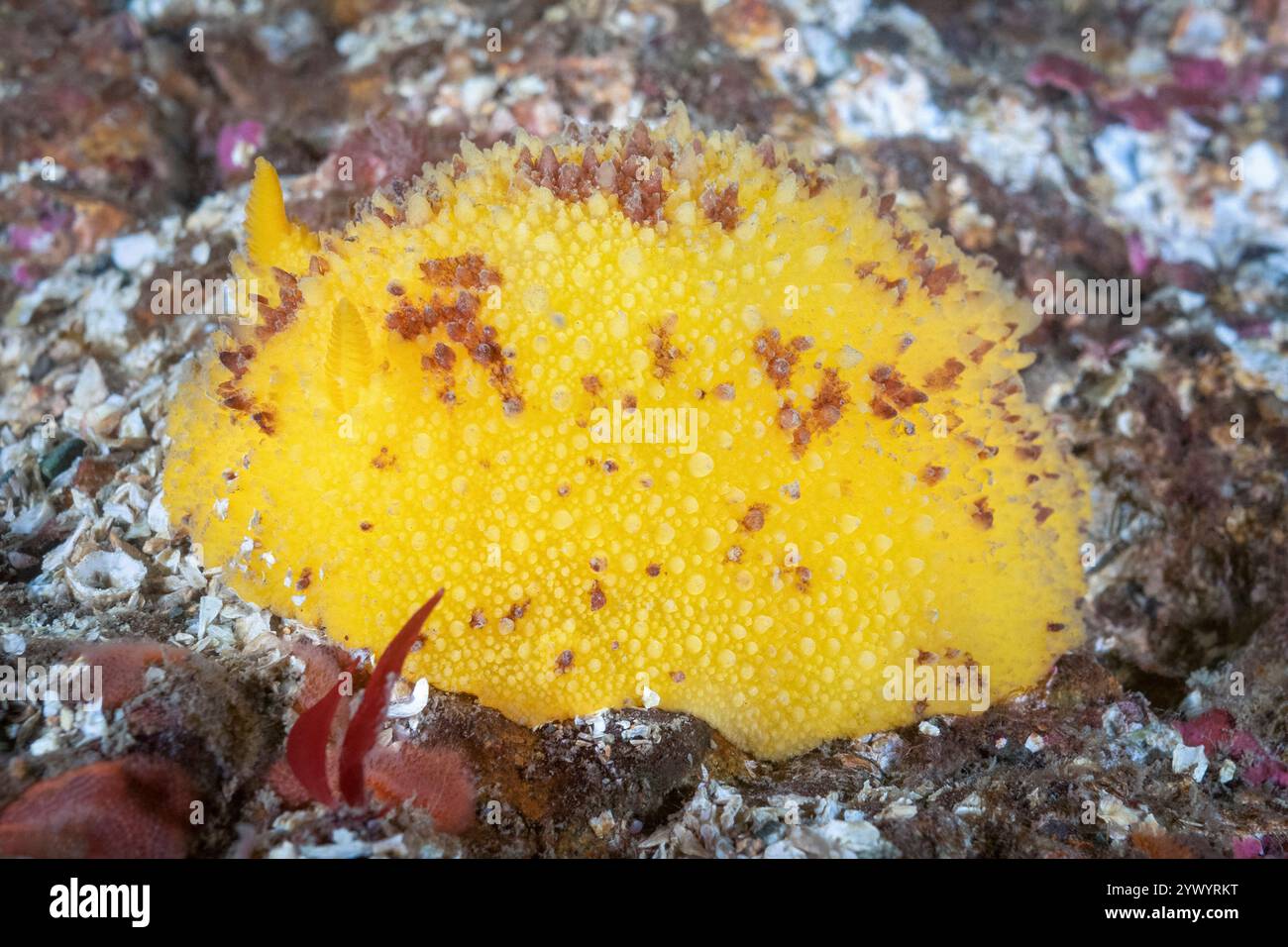 Monterey sea lemon, Doris montereyensis, Bainbridge Island, Puget Sound ...