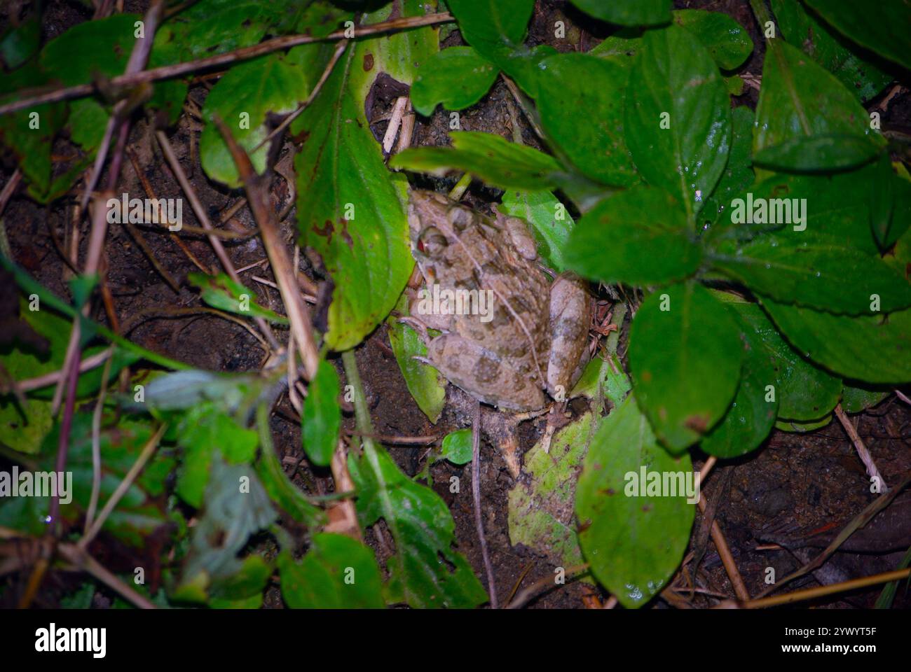 The Field Frog (Fejervarya limnocharis), also known as 'Asian Grass ...