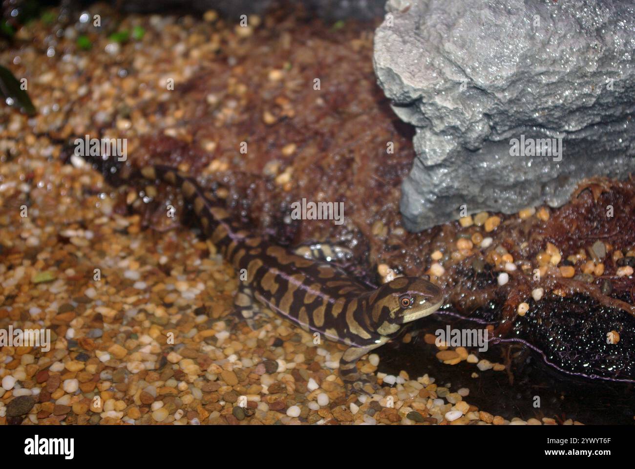 The barred tiger salamander or western tiger salamander (Ambystoma ...