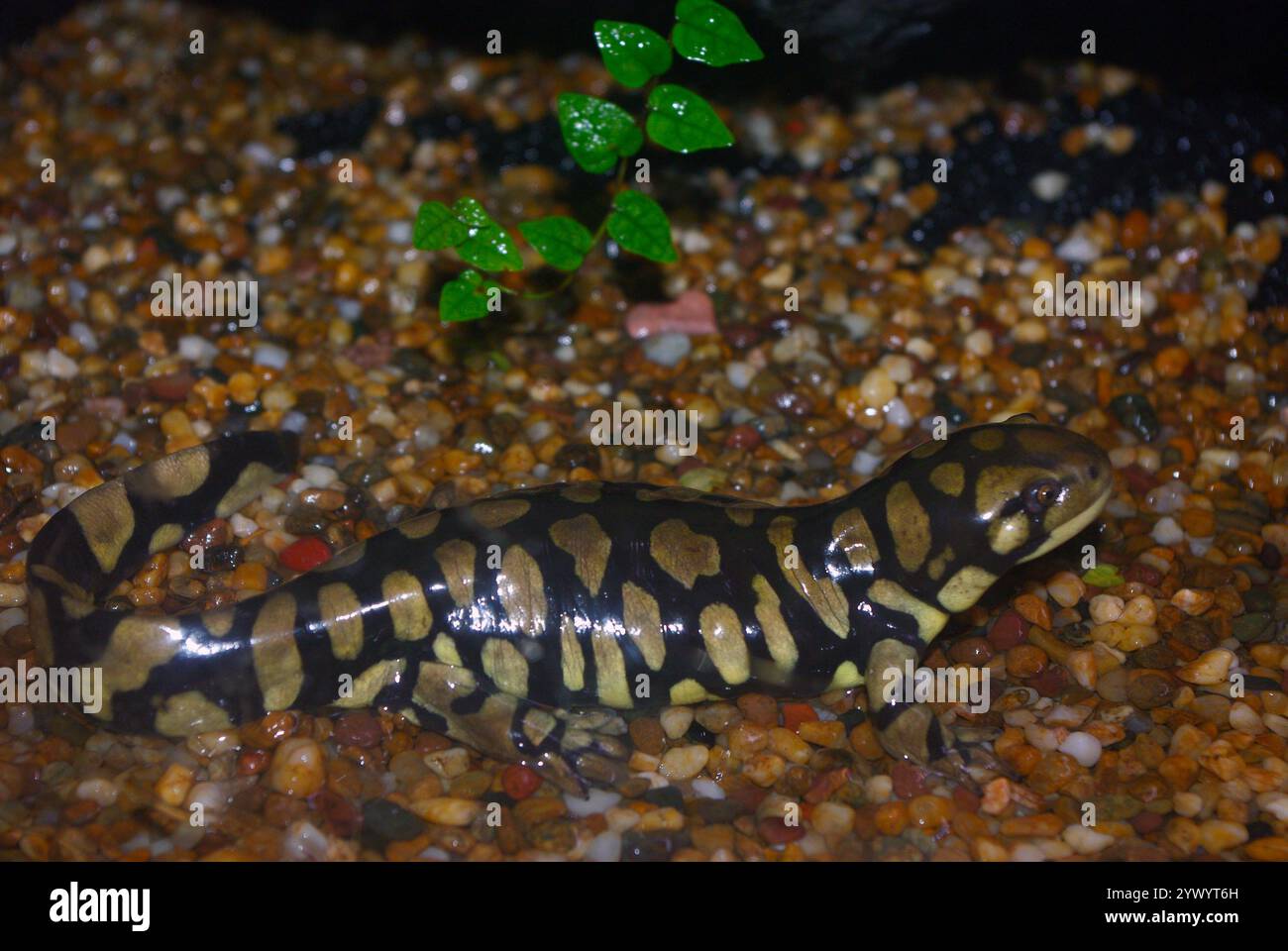 Salamander breeding hi-res stock photography and images - Alamy