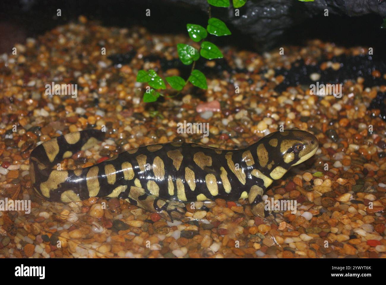 The barred tiger salamander or western tiger salamander (Ambystoma ...