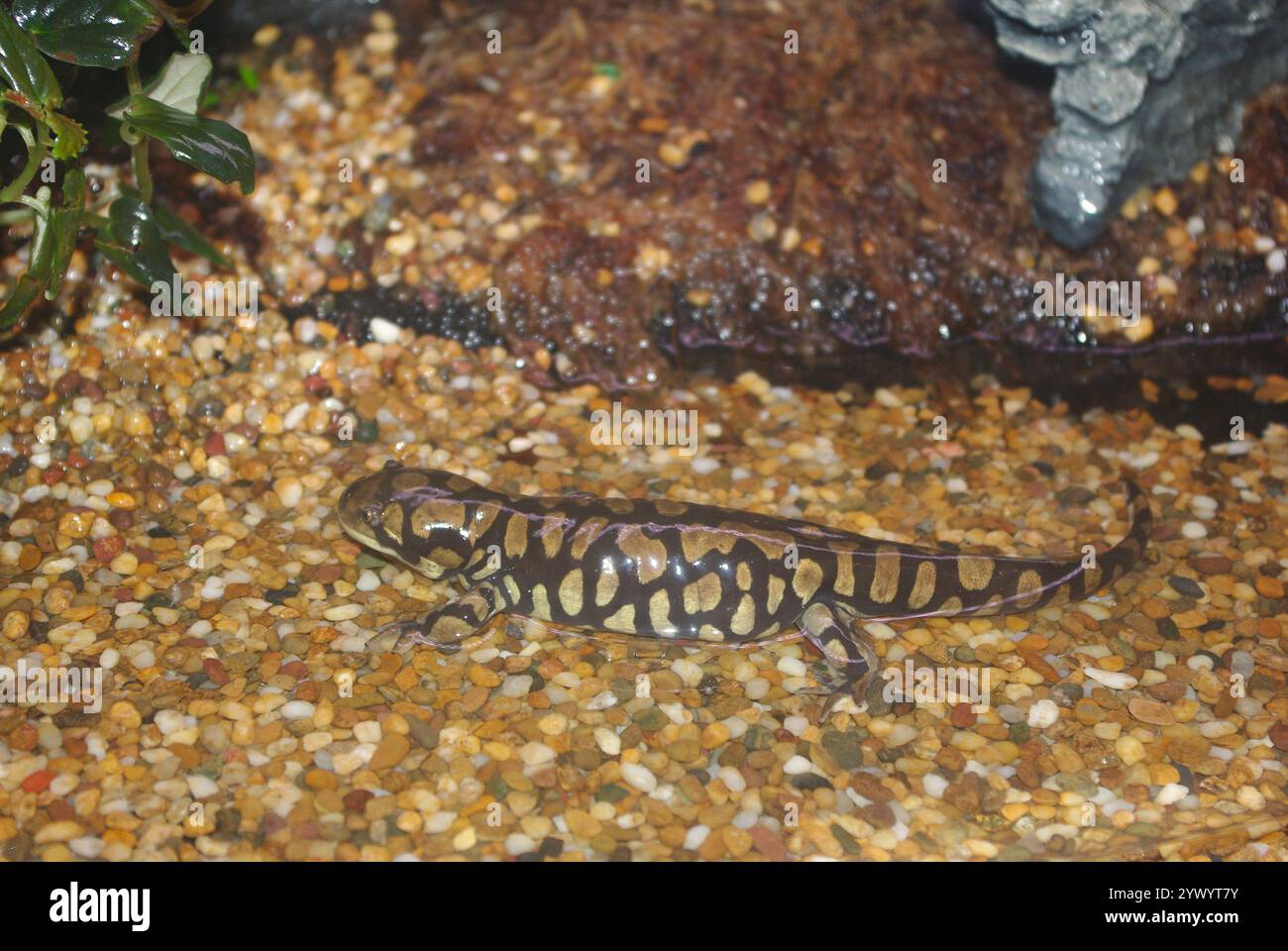 The barred tiger salamander or western tiger salamander (Ambystoma ...