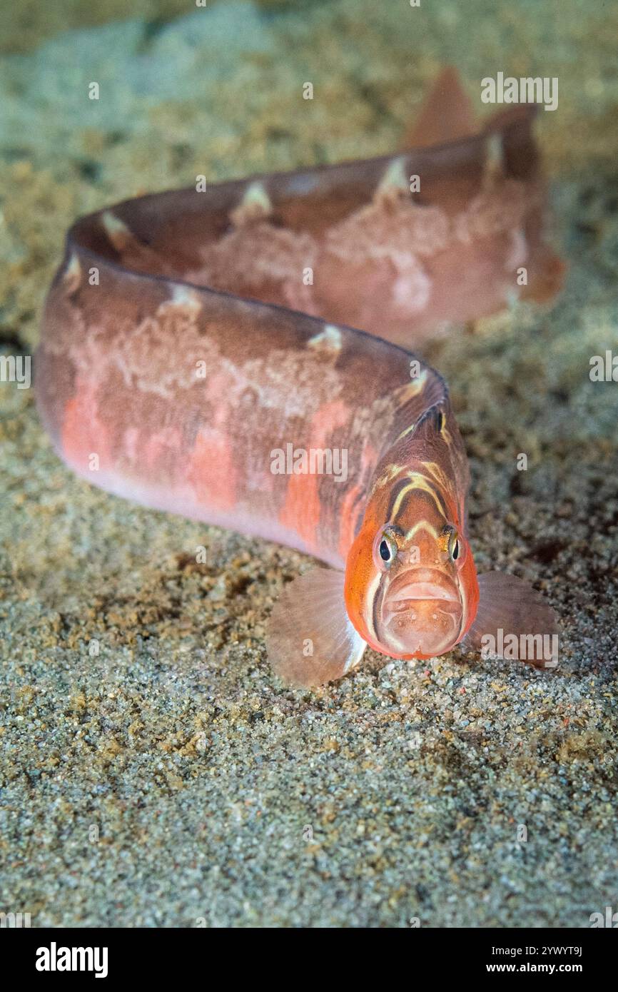 saddleback gunnel, Pholis ornata, Puget Sound, Seattle, Washington, USA ...