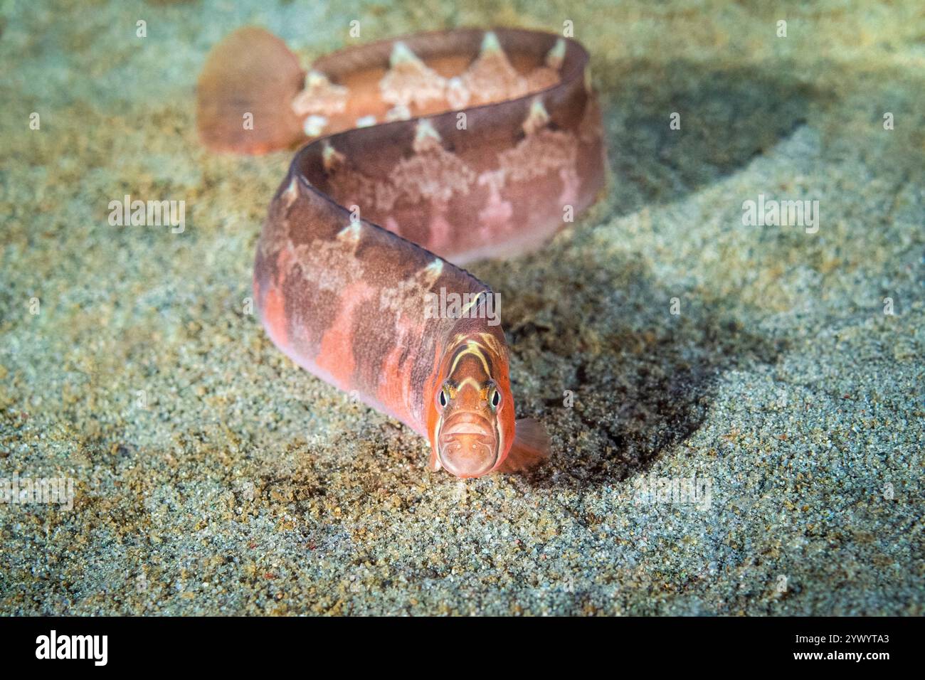 saddleback gunnel, Pholis ornata, Puget Sound, Seattle, Washington, USA ...