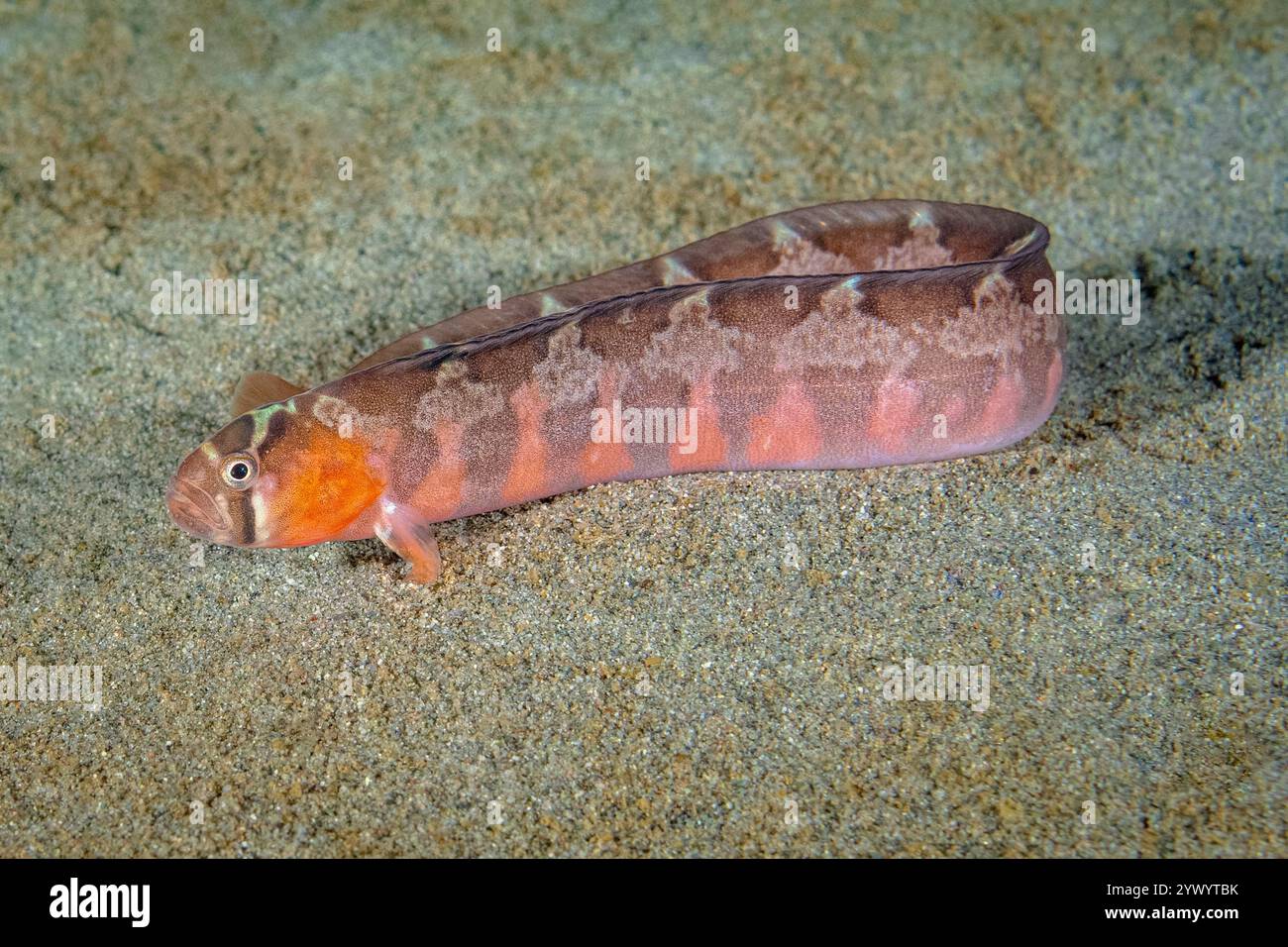 saddleback gunnel, suddled blenny, Pholis ornata, Puget Sound, Seattle ...