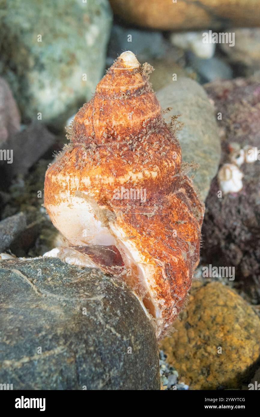 frilled dogwinkle, Nucella lamellosa, Puget Sound, Burien, Washington ...