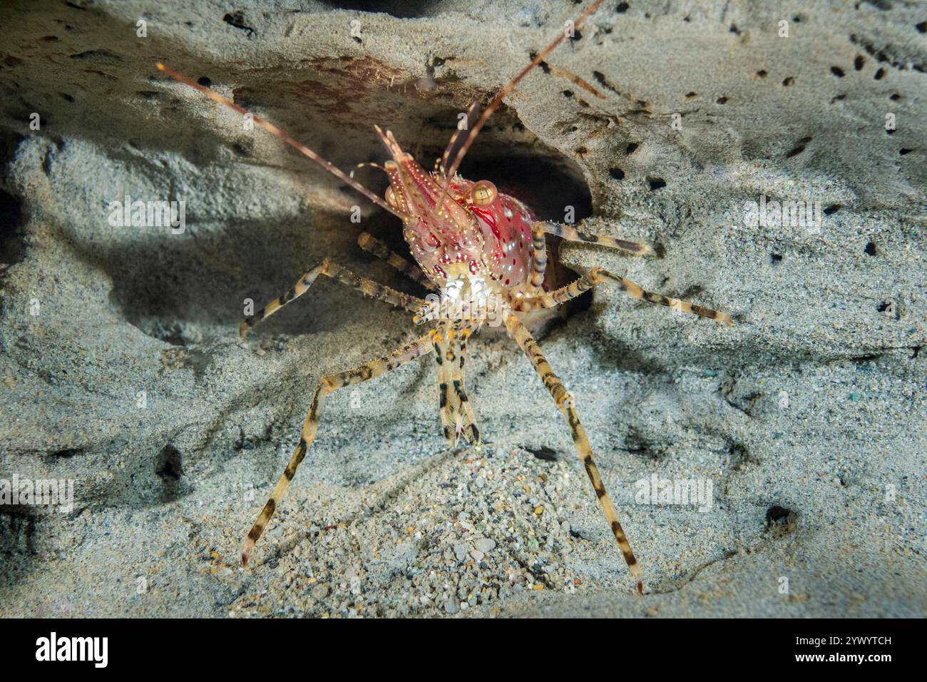 Coonstripe shrimp hi-res stock photography and images - Alamy