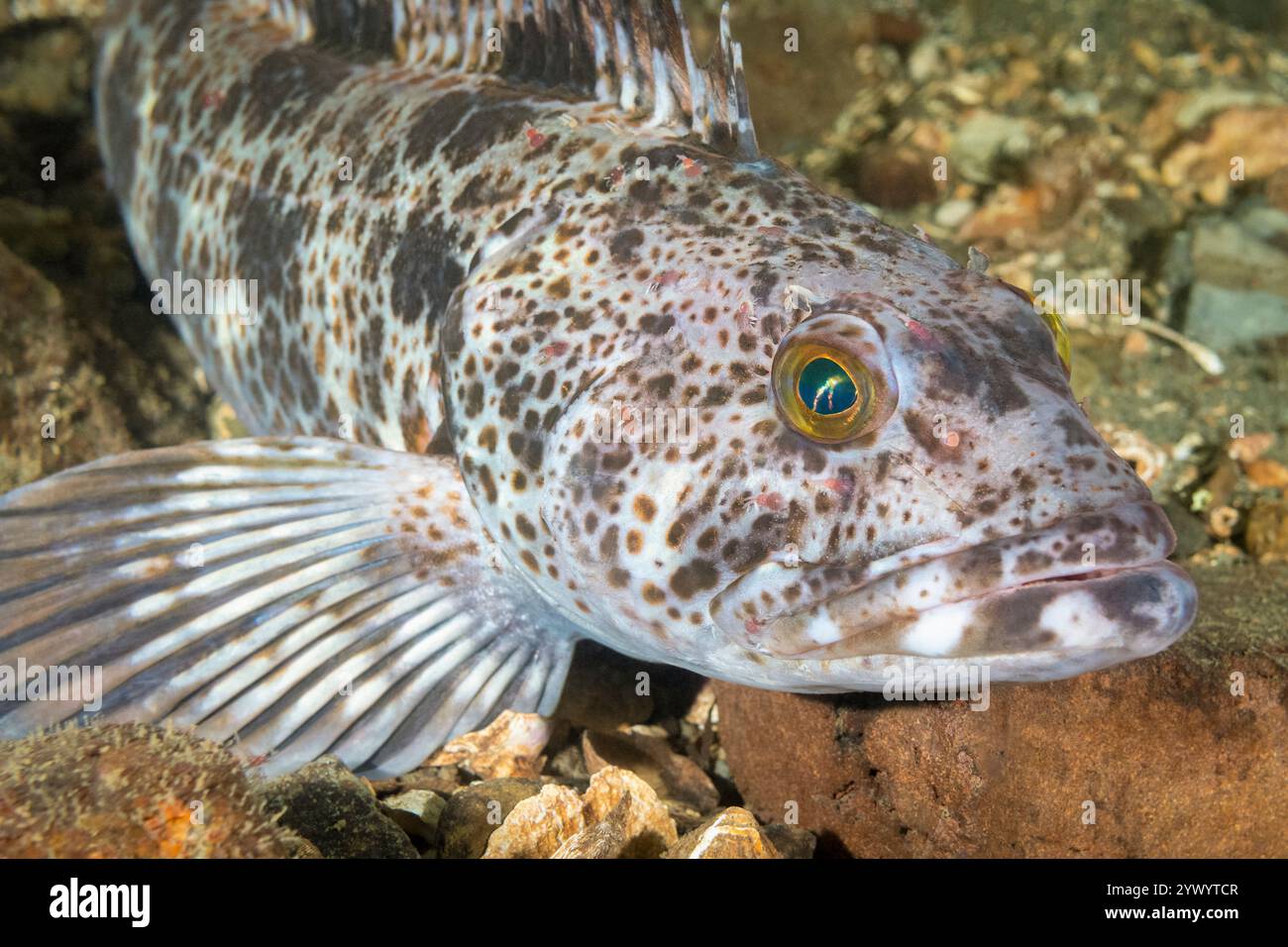 lingcod, or ling cod, Ophiodon elongatus, Fox Island, Puget Sound ...