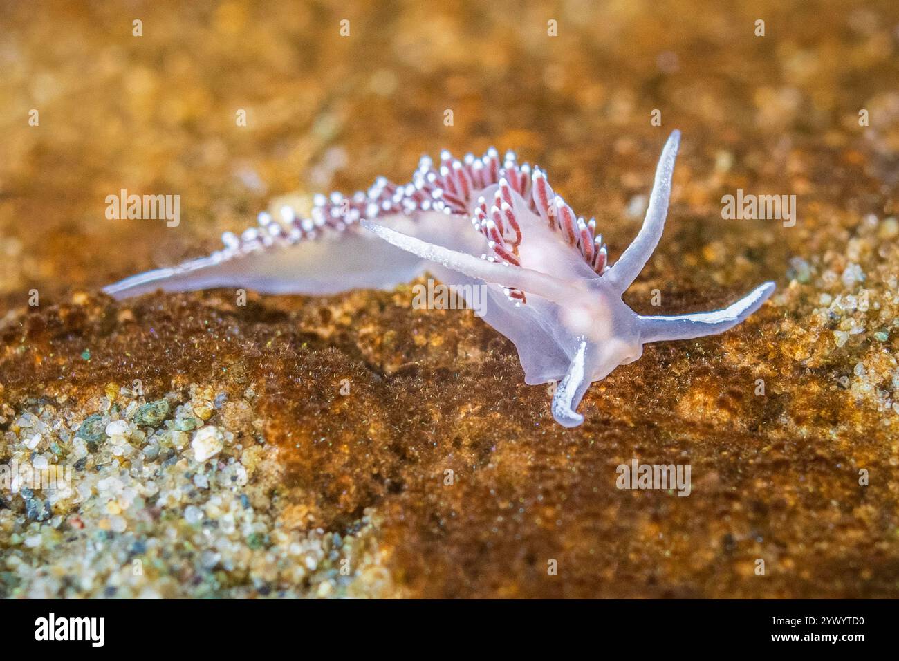 predaceous aeolis, or red-gilled nudibranch, Himatina trophina, Puget ...