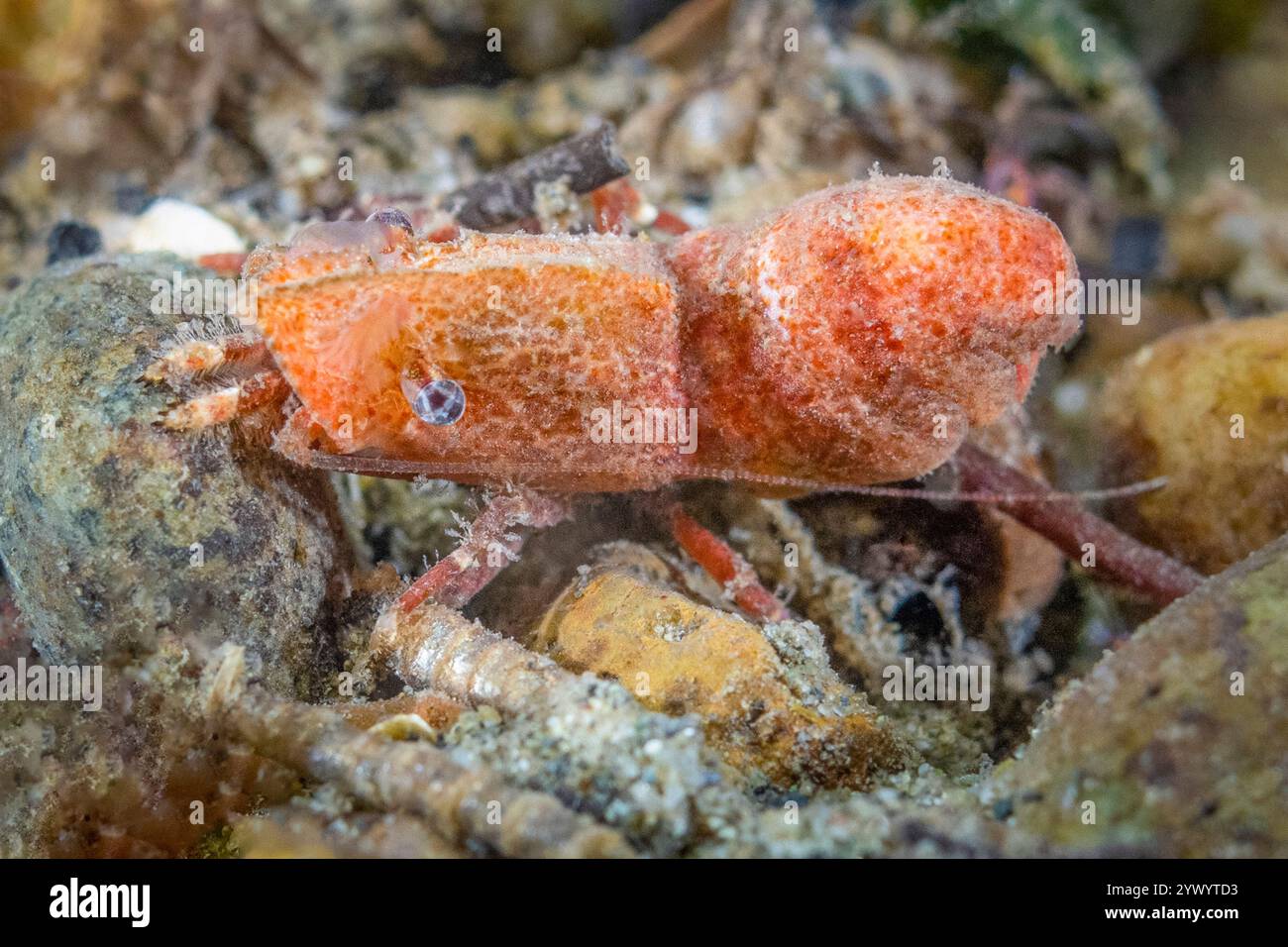 Deep blade shrimp hi-res stock photography and images - Alamy