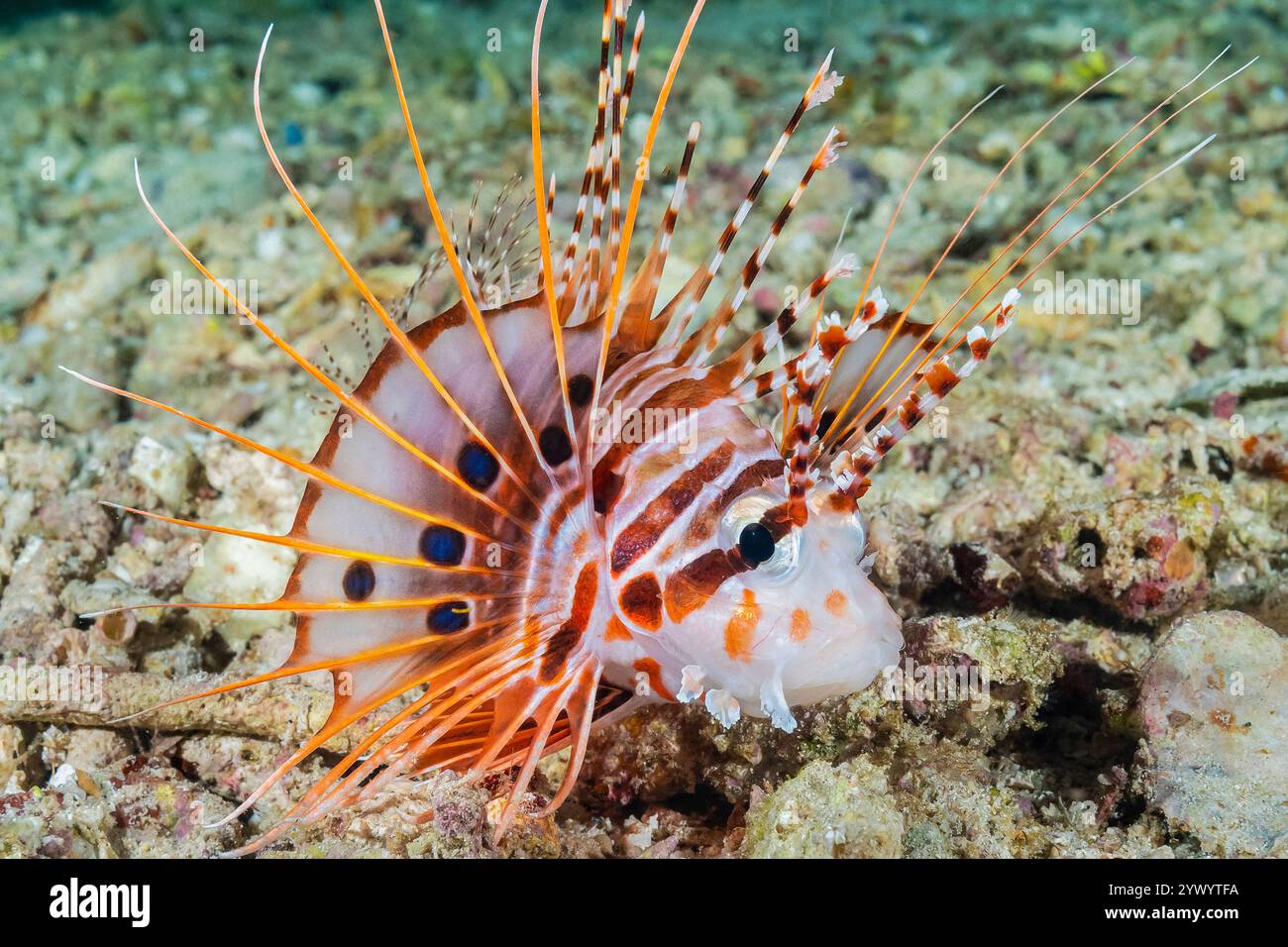 spotfin lionfish or broadbarred firefish, Pterois antennata, Raja Ampat ...