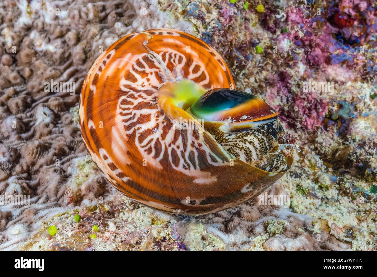 tapestry turban, Turbo petholatus, with emerald green opeculum, Viti ...