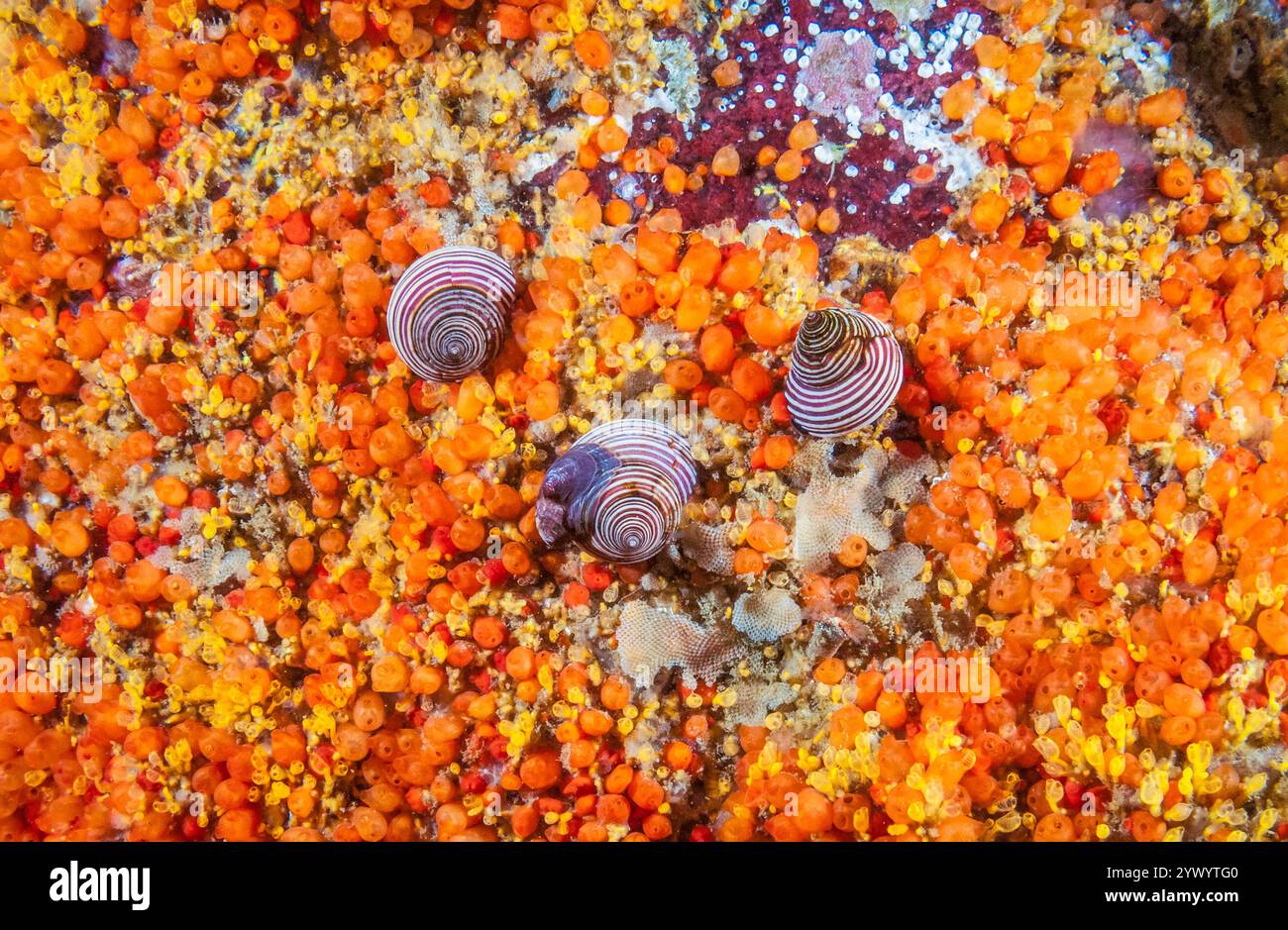 Dendrobeania lichenoides hi-res stock photography and images - Alamy