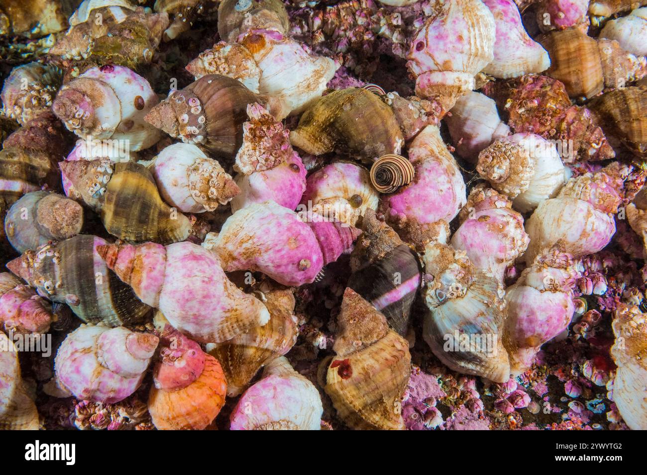 Solidobalanus herperius hi-res stock photography and images - Alamy