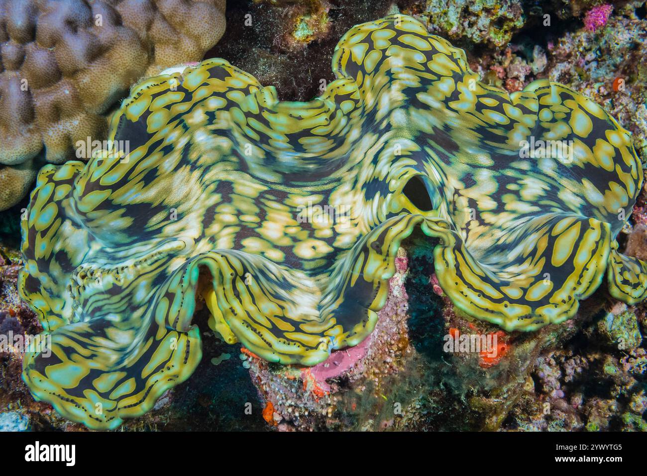 fluted giant clam, Tridacna squamosa, Viti Levu, Fiji, South Pacific ...