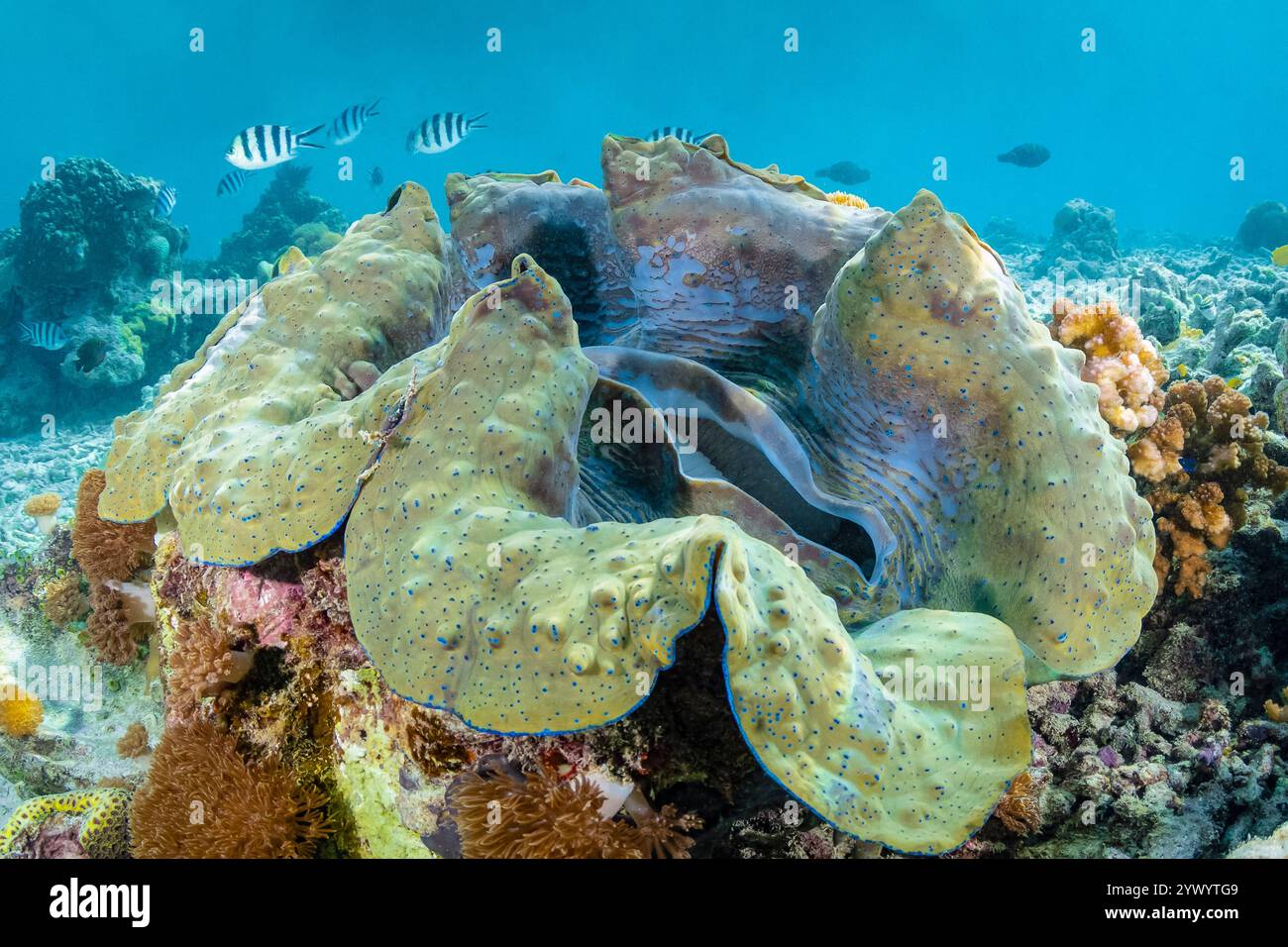 giant clam, Tridacna gigas, Raja Ampat, West Papua, Indonesia, Indo ...