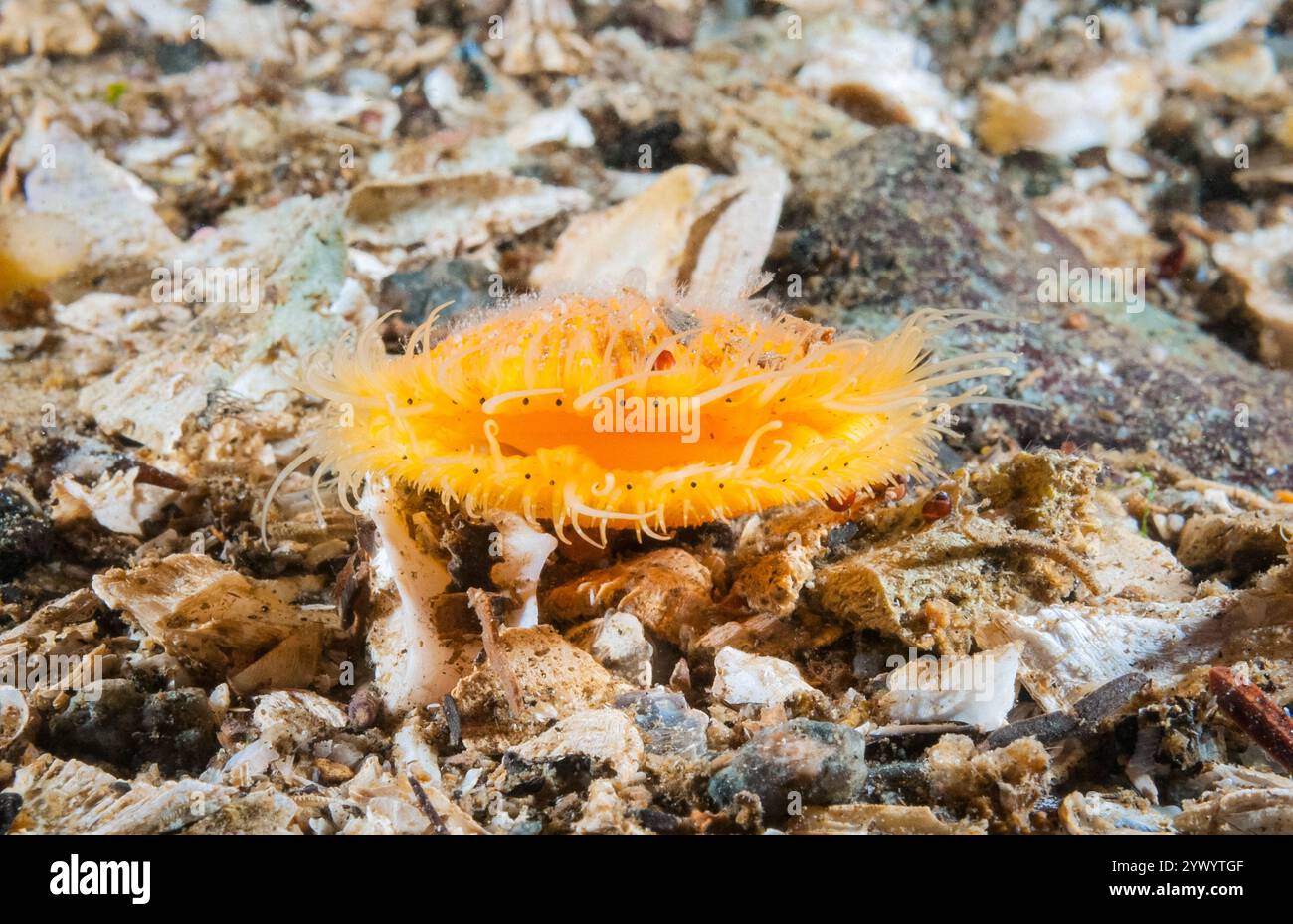 spear scallop, spiny scallop or swimming scallop, Chlamys hastata ...