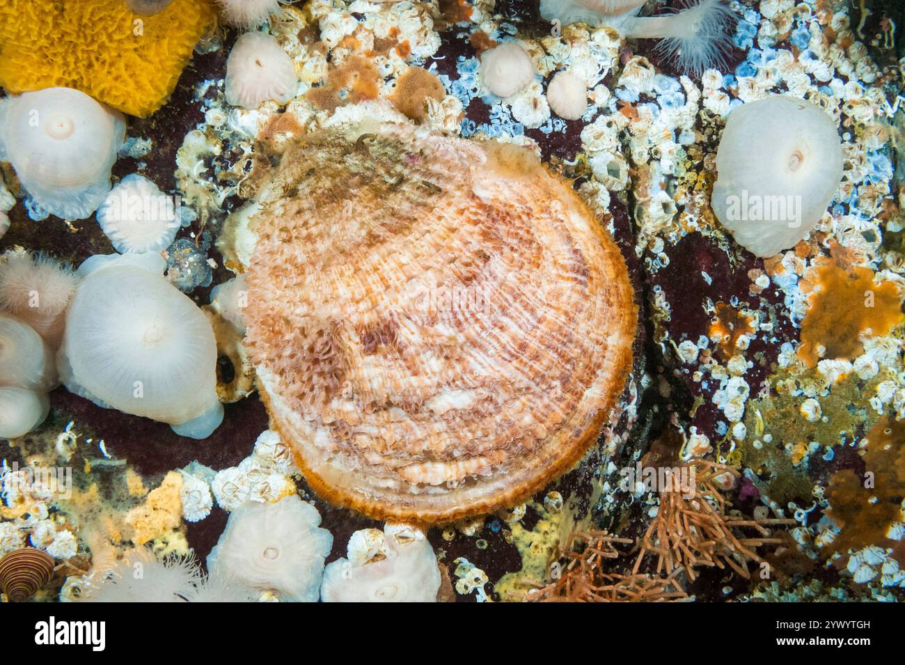 giant rock scallop, Crassadoma gigantea, Browning Pass, British ...