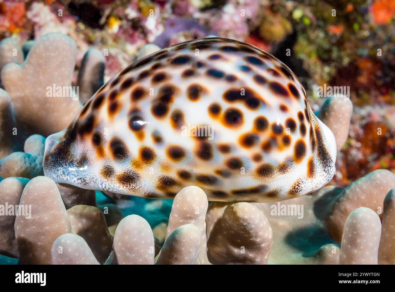 Tiger cowrie Cypraea tigris on leather coral, Fiji, South Pacific Ocean ...