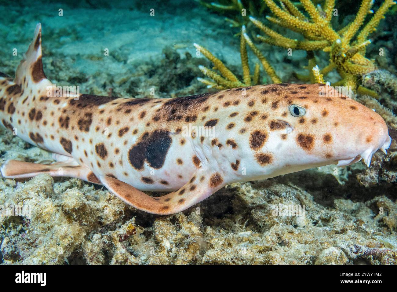 Triton Epaulette Shark Hemiscyllium Henryi Aka Henry S Epaulette