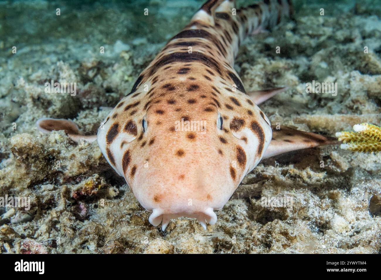 Triton epaulette shark or Henry's epaulette shark, Hemiscyllium henryi ...