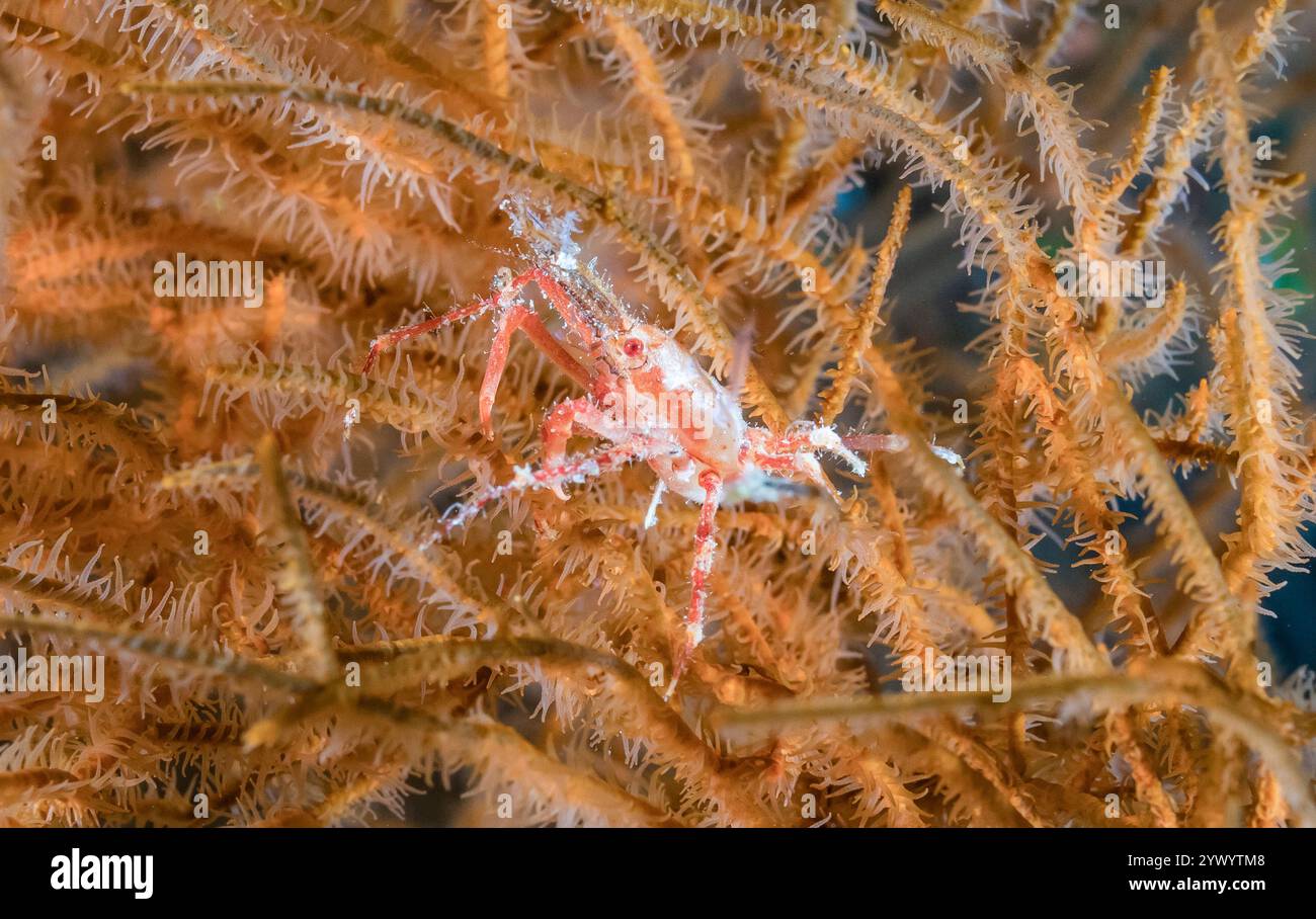 white -V hydroid spider crab, Hyastenus borradailei, among black coral ...