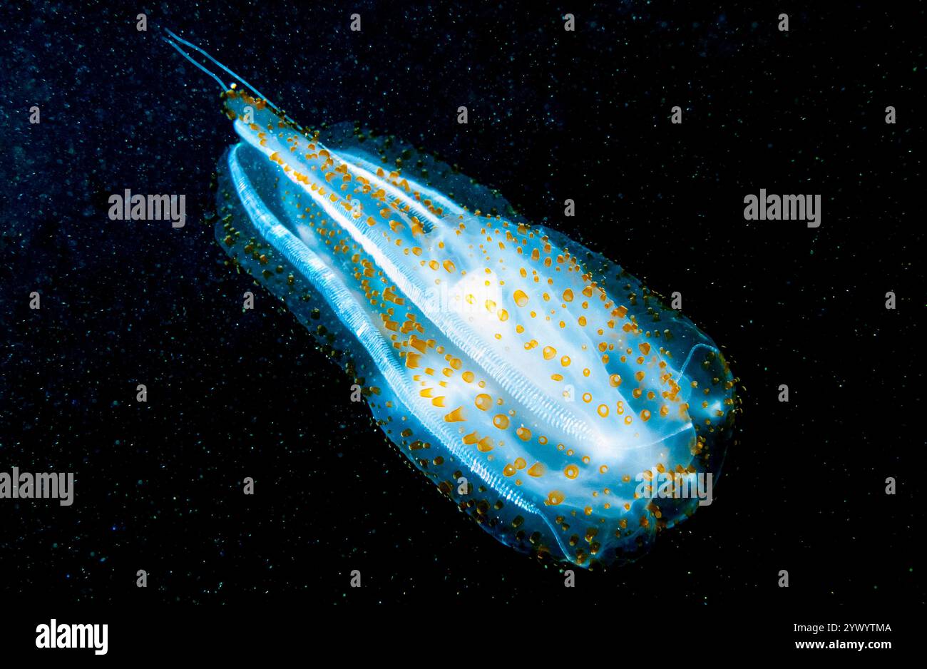 orange-tipped sea gooseberry, Leucothea pulchra, Browning Pass, British ...