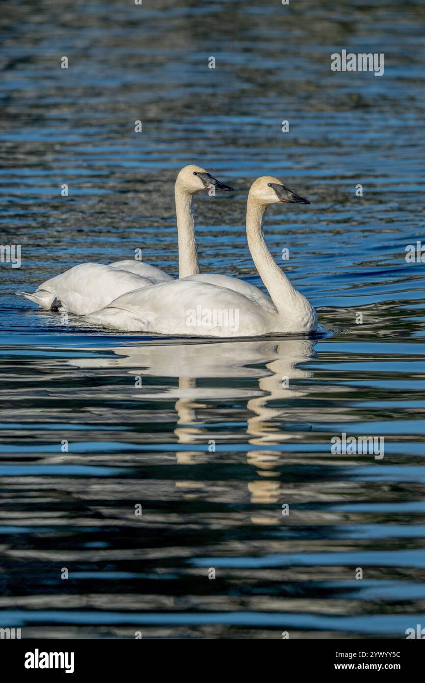 Trumpeter swans (Cygnus buccinator) swimming on the water at Juanita ...