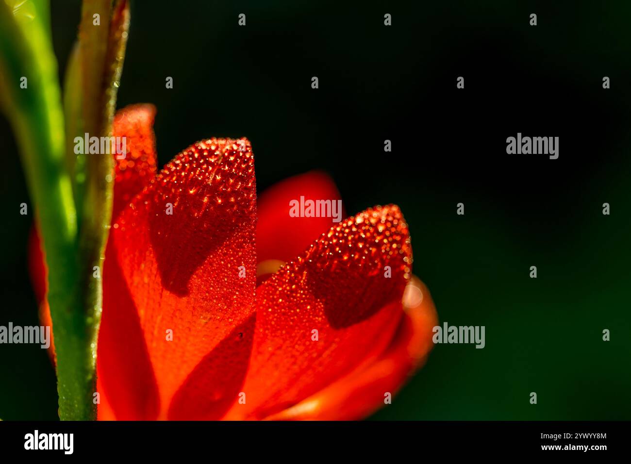 Close-up of pink Schizostylis coccinea, Iridaceae family from South ...