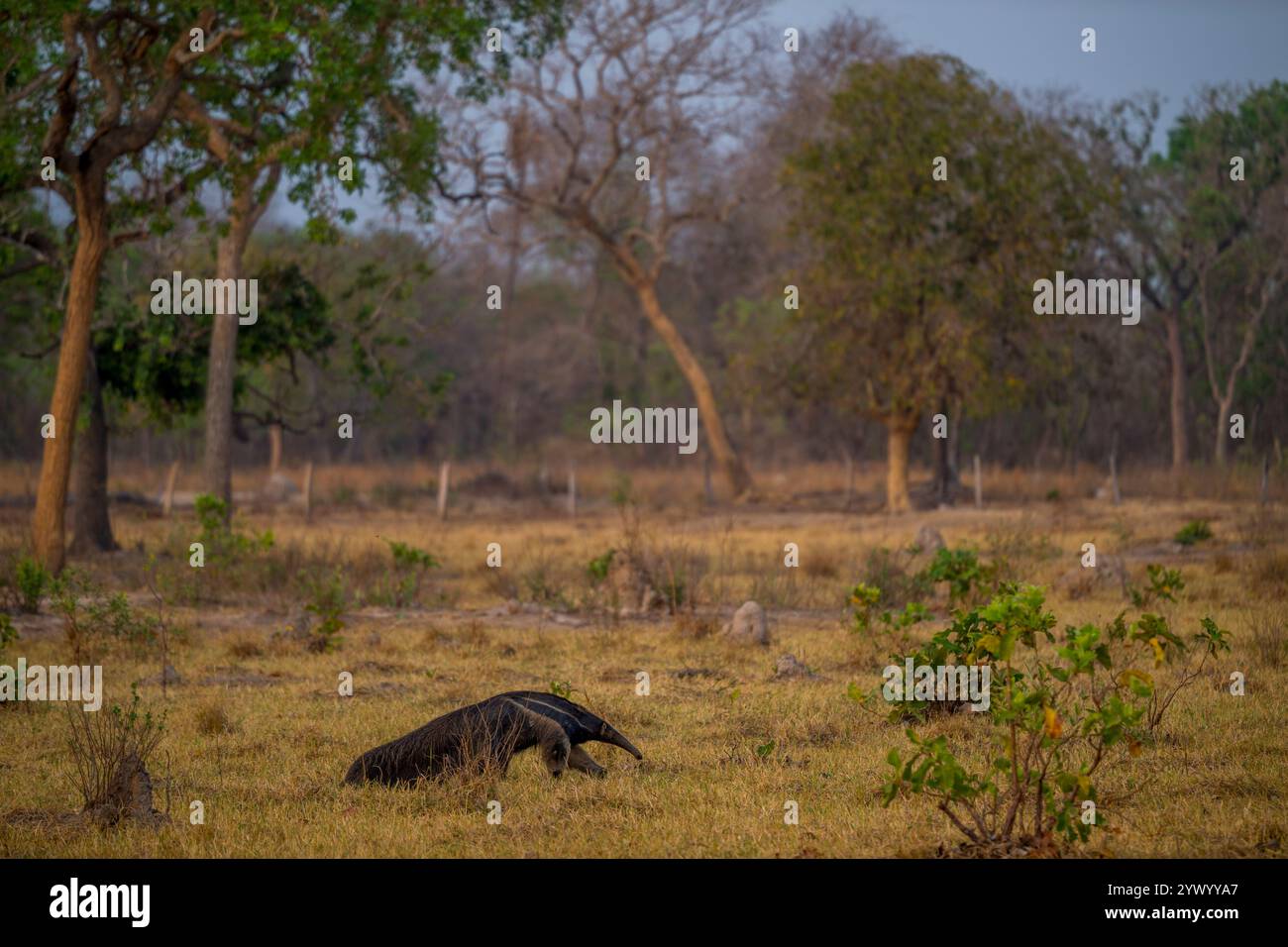 An endangered Giant anteater (Myrmecophaga tridactyla) in the savannah ...