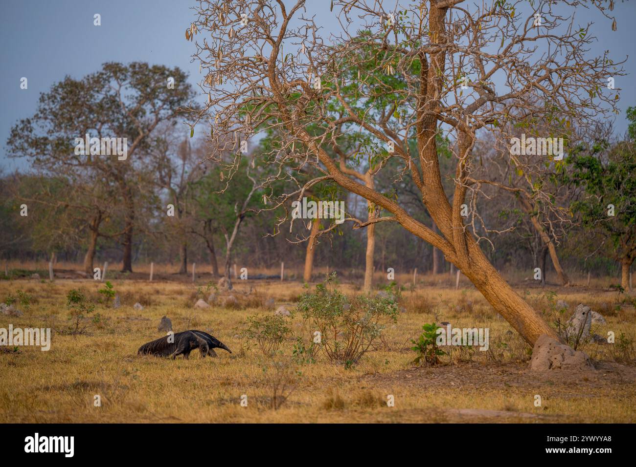 An endangered Giant anteater (Myrmecophaga tridactyla) in the savannah ...