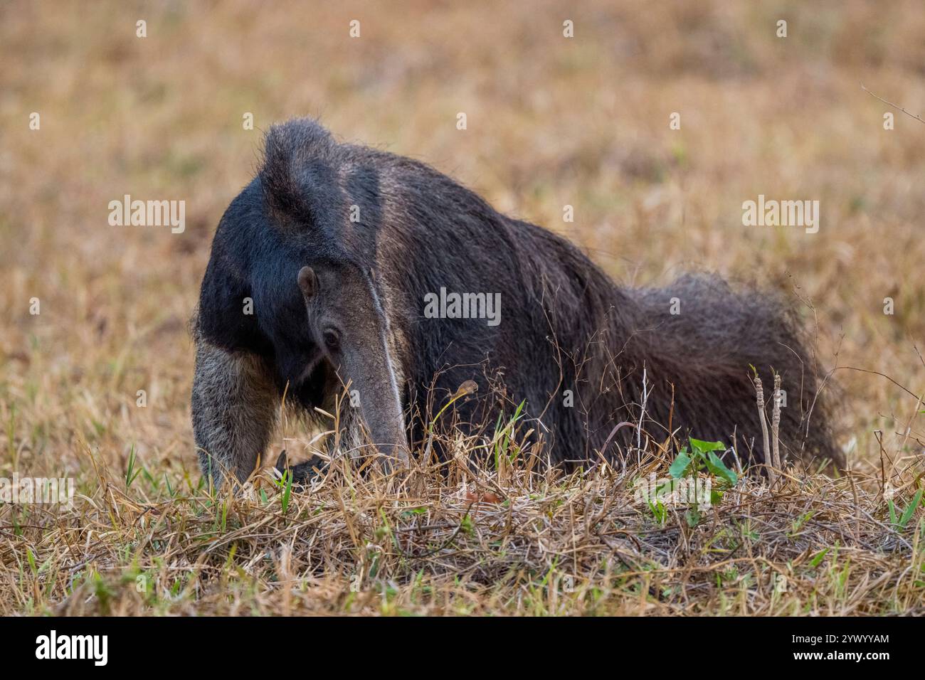 An endangered Giant anteater (Myrmecophaga tridactyla) is looking for ...