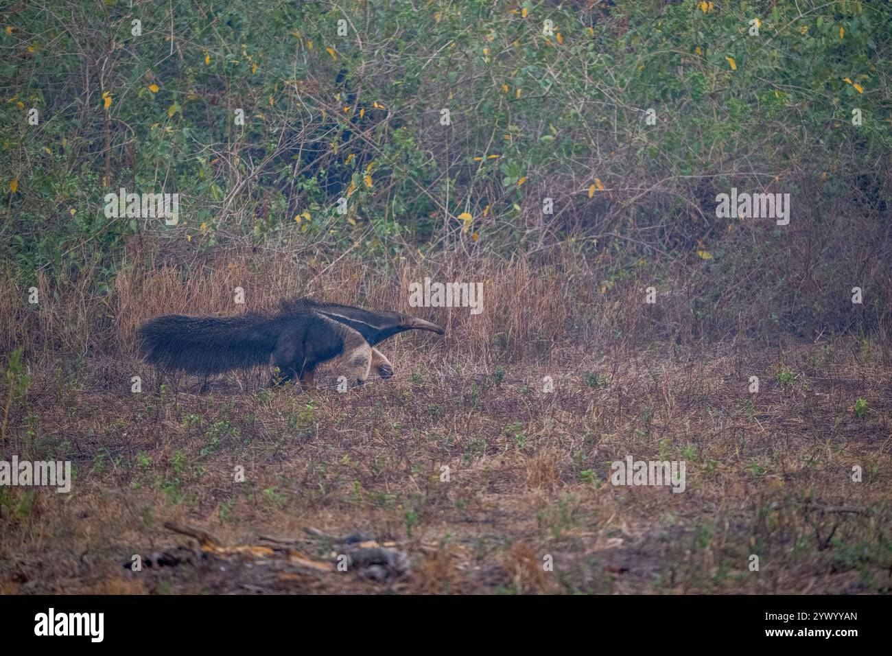 An endangered Giant anteater (Myrmecophaga tridactyla) in the savannah ...