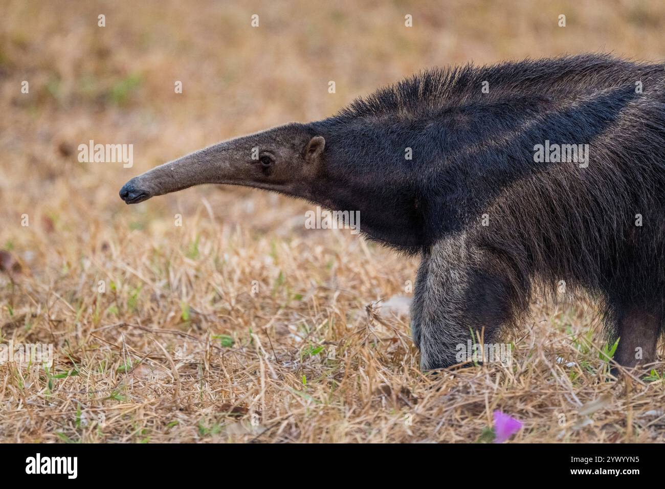 An endangered Giant anteater (Myrmecophaga tridactyla) is looking for ...