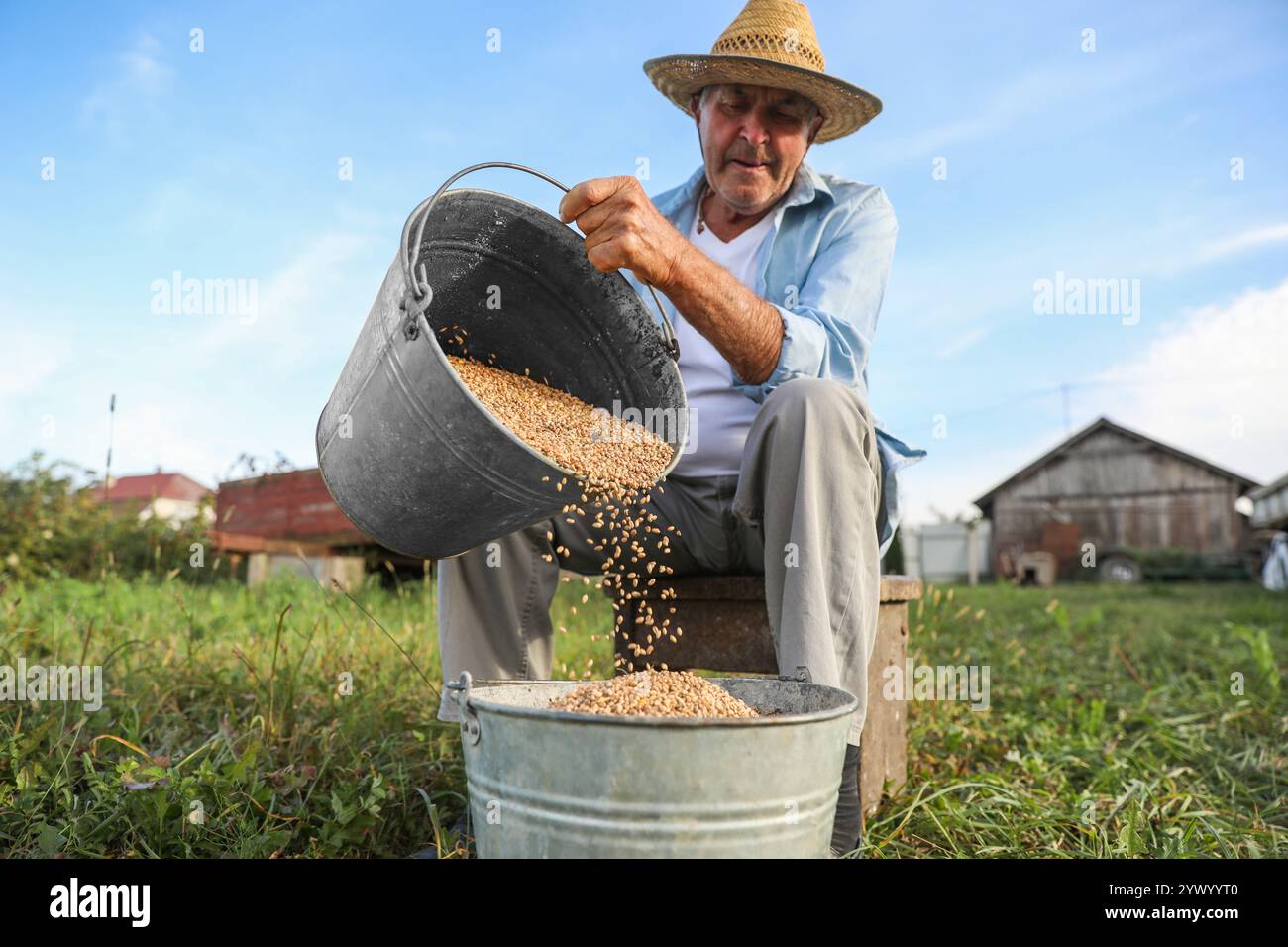 Senior man pouring wheat grains into bucket outdoors Stock Photo - Alamy